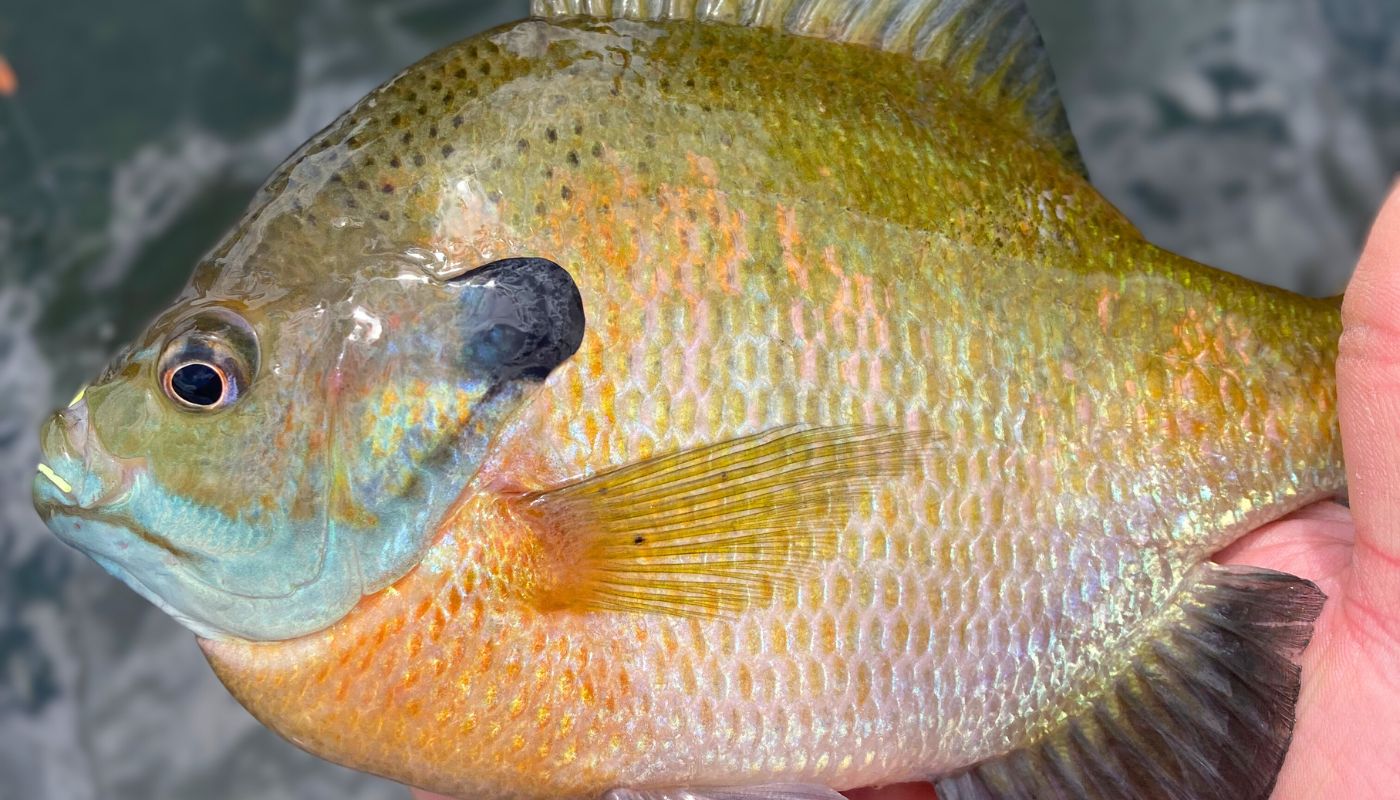 Rapala Titanium Spring Bobber